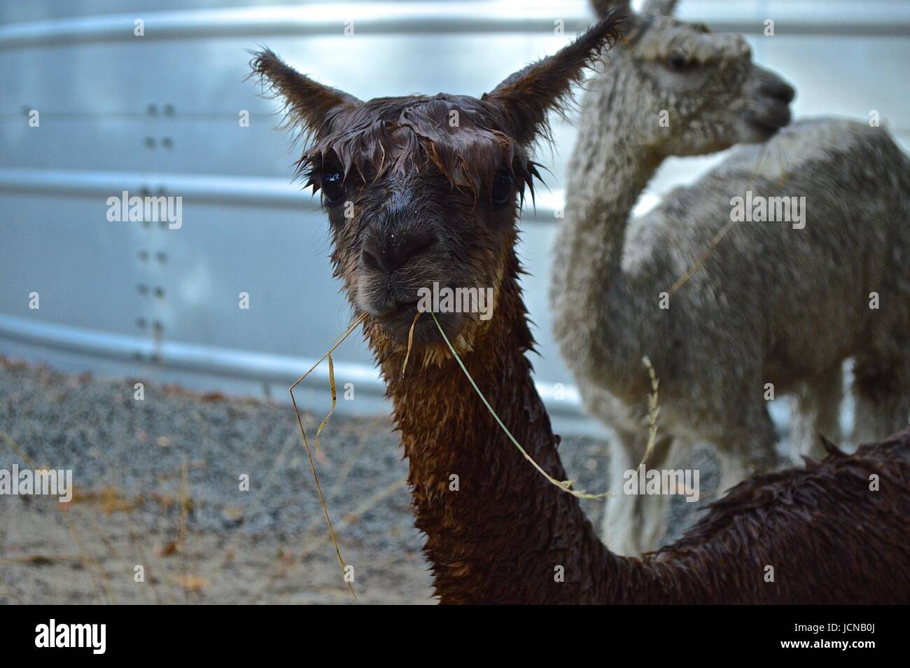 Wet alpaca with grass in his mouth Stock Photo - Alamy