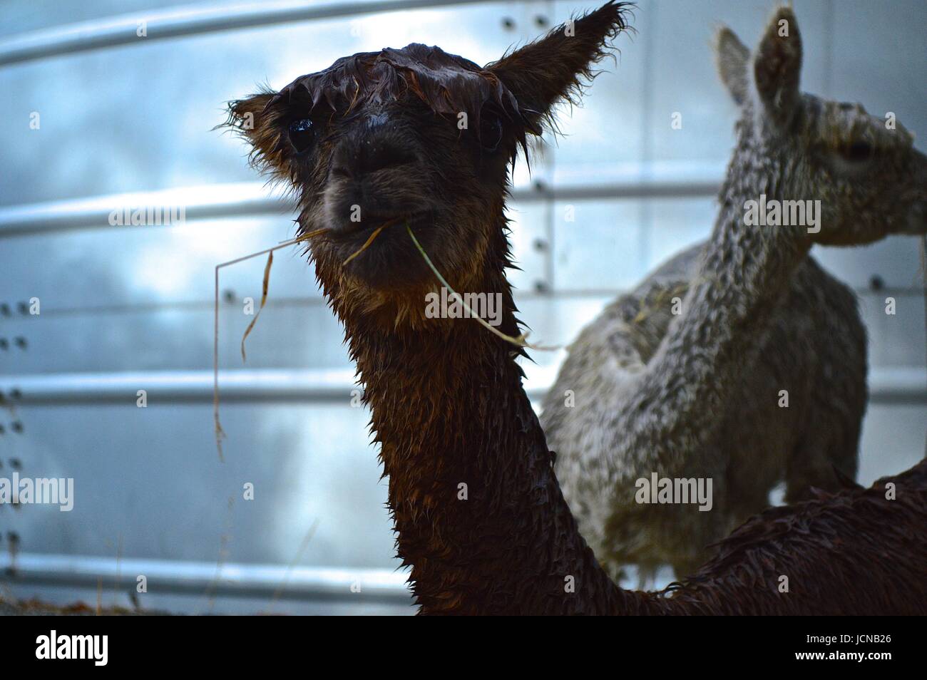 Wet alpaca with grass in his mouth Stock Photo - Alamy