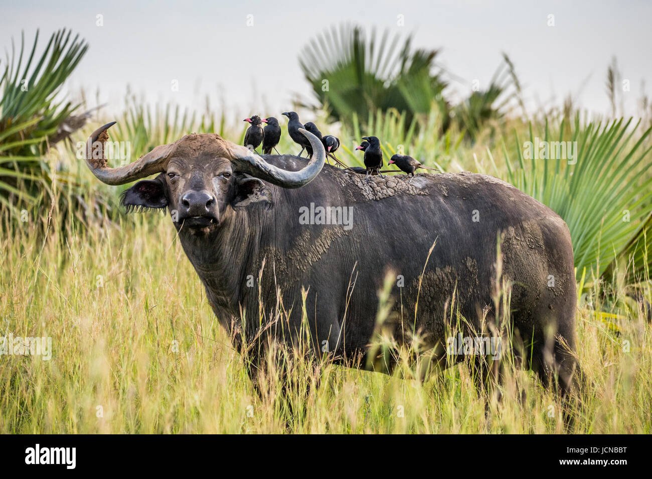 Buffalo in the savannah with birds on its back. Africa. Uganda ...