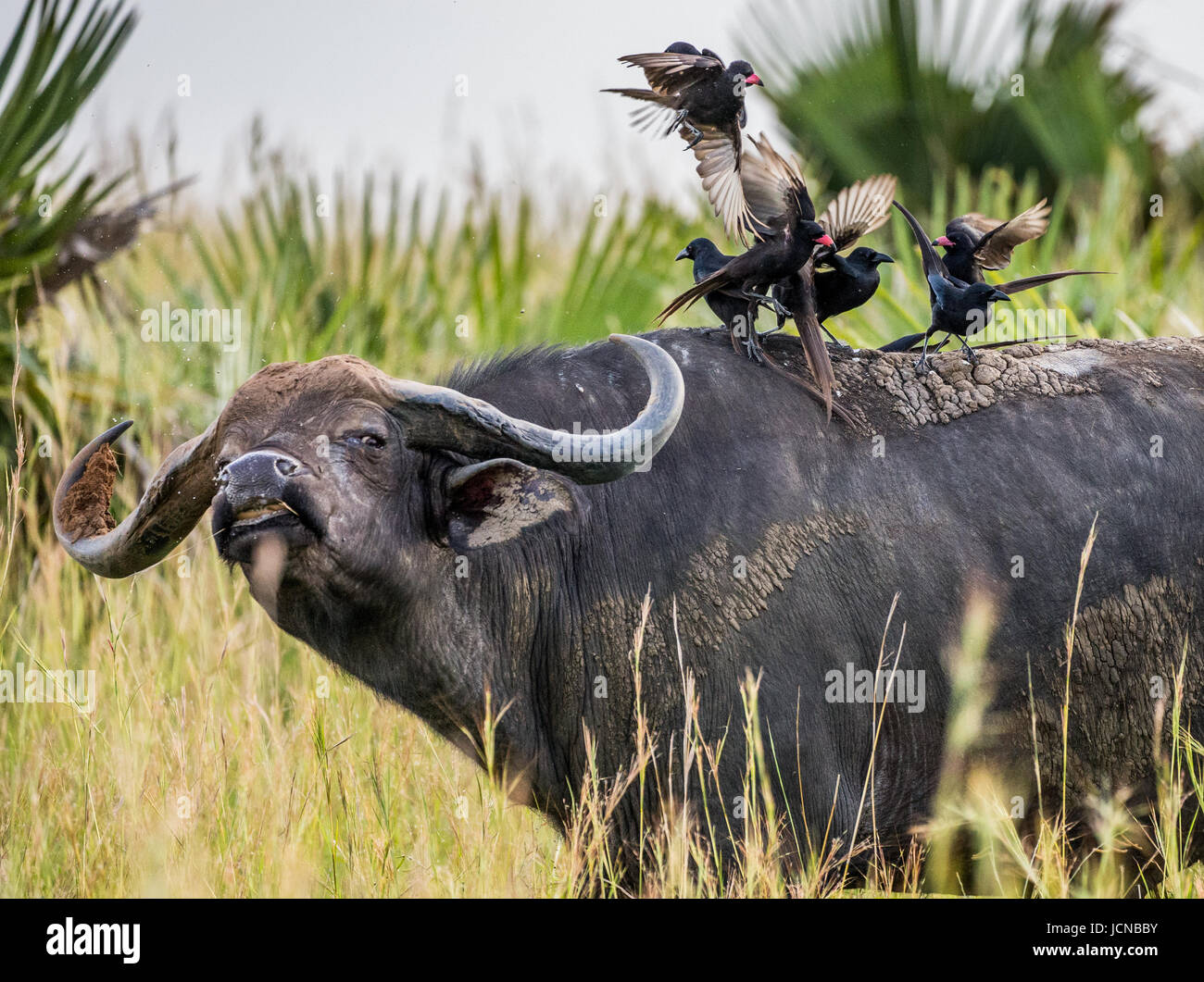 Buffalo in the savannah with birds on its back. Africa. Uganda ...
