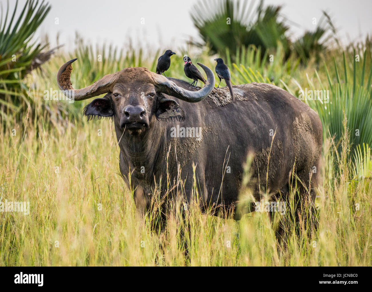 Buffalo in the savannah with birds on its back. Africa. Uganda ...