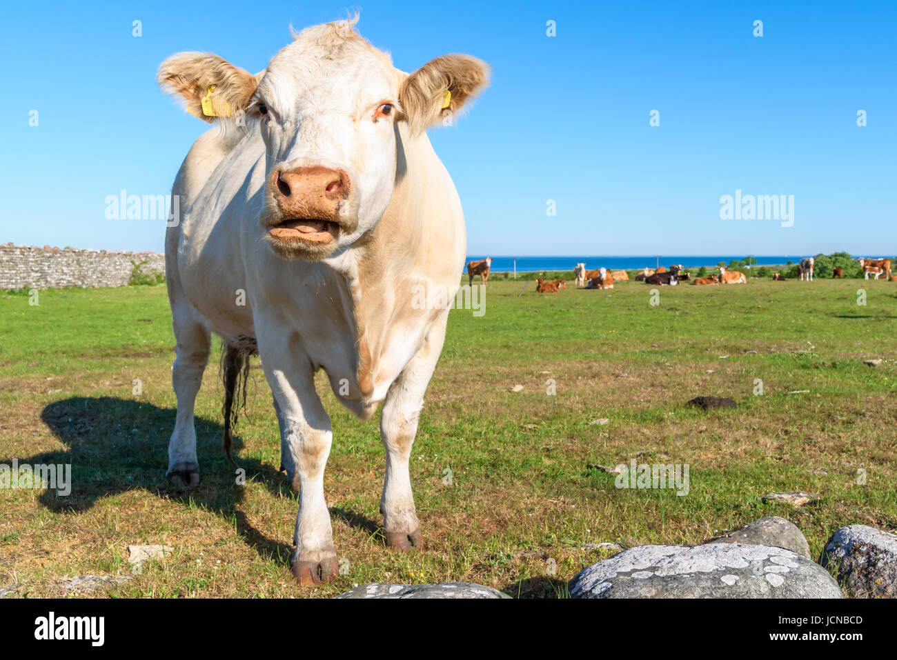 Golden beige dairy cow standing close to the left with herd of other ...