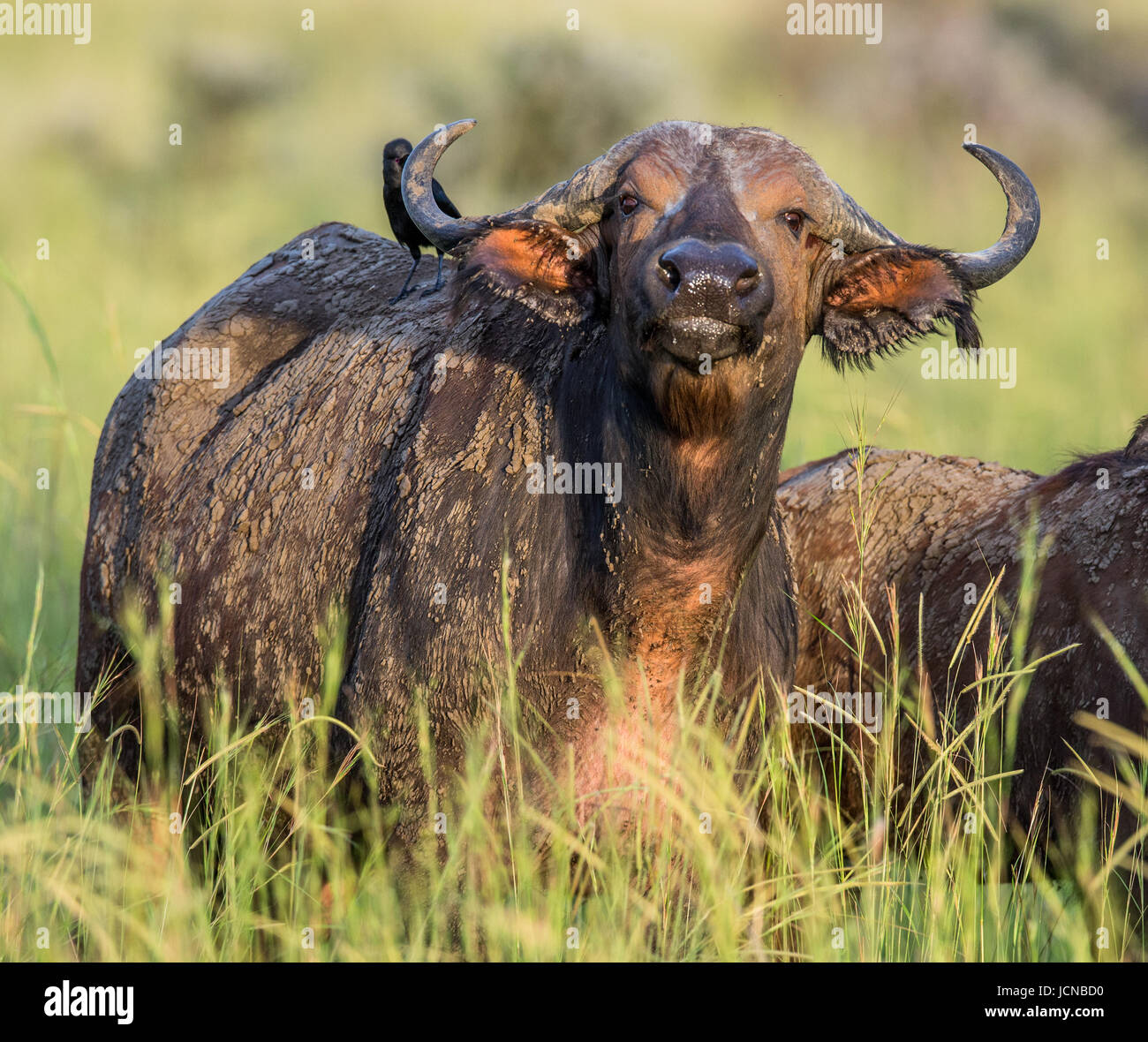 Buffalo in the savannah with birds on its back. Africa. Uganda ...