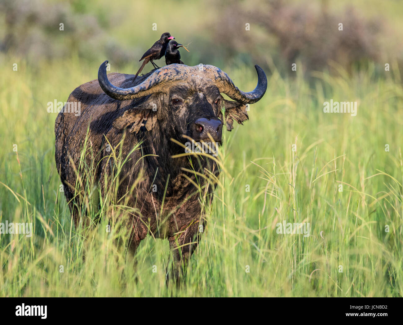Buffalo in nature hi-res stock photography and images - Alamy