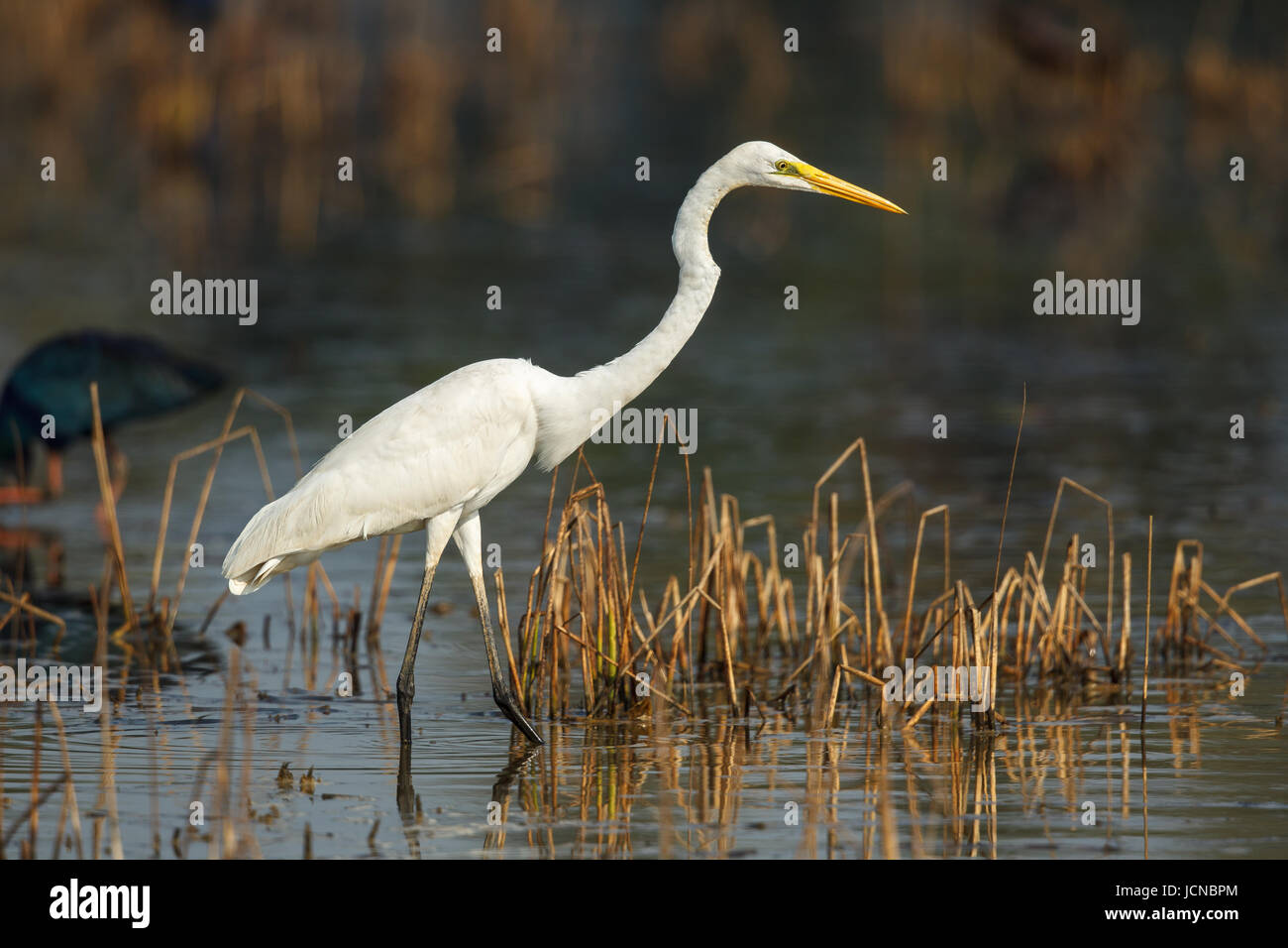 The little egret is a species of small heron in the family Ardeidae ...