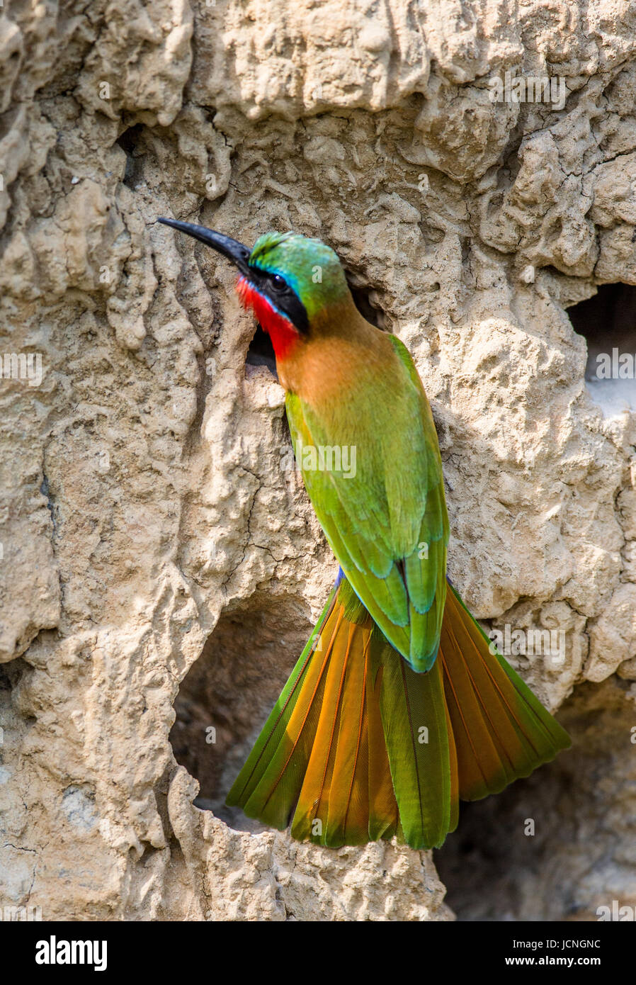 Bee-eater sits near its hole. Africa. Uganda Stock Photo - Alamy