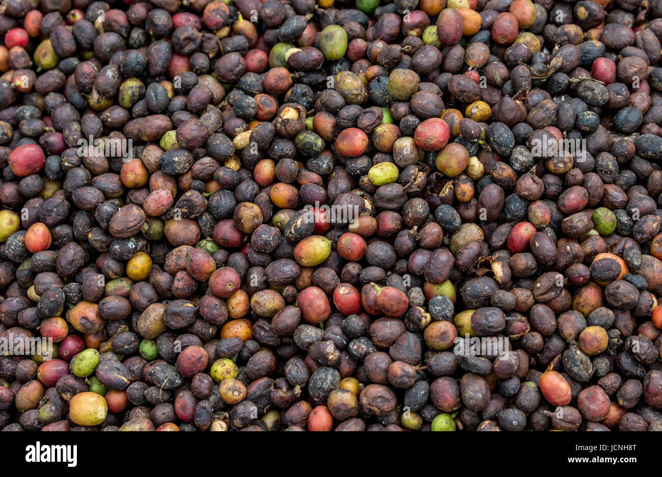 Grains of ripe coffee close-up. East Africa. Coffee plantation Stock ...