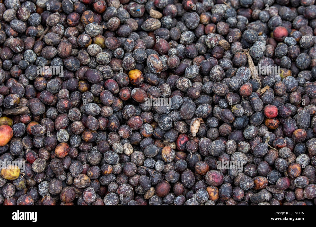 Grains of ripe coffee close-up. East Africa. Coffee plantation Stock ...