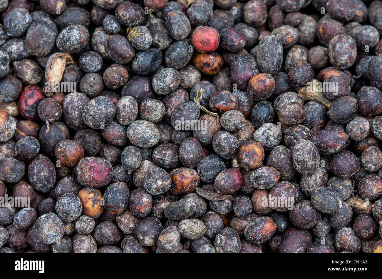Grains of ripe coffee close-up. East Africa. Coffee plantation Stock ...