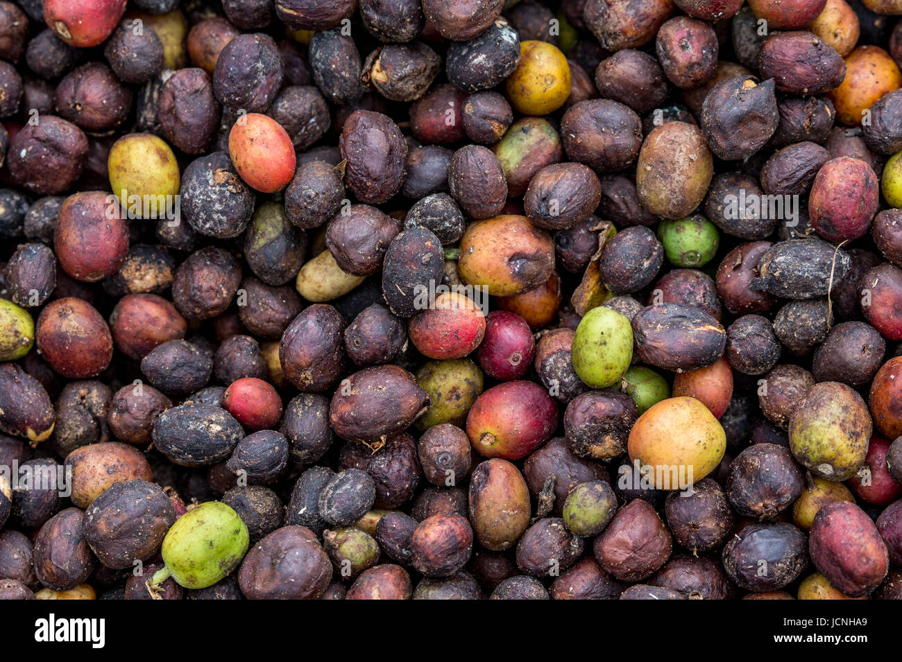 Grains of ripe coffee close-up. East Africa. Coffee plantation Stock ...