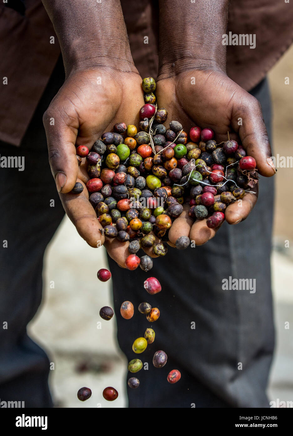 Grains of ripe coffee in the handbreadths of a person. East Africa ...
