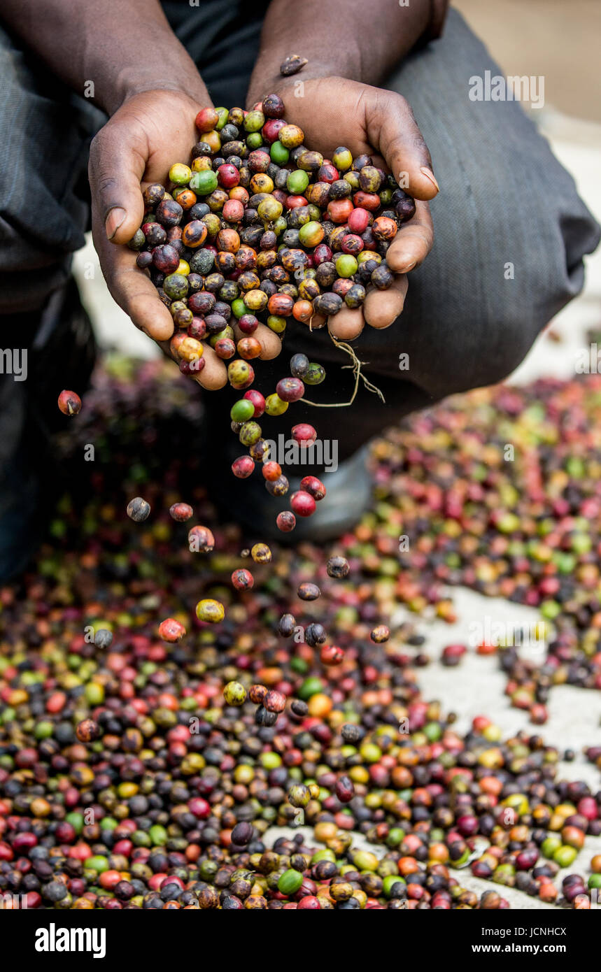 Grains of ripe coffee in the handbreadths of a person. East Africa ...