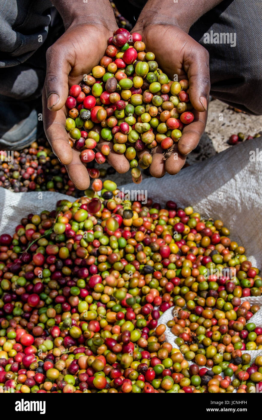 Grains of ripe coffee in the handbreadths of a person. East Africa ...