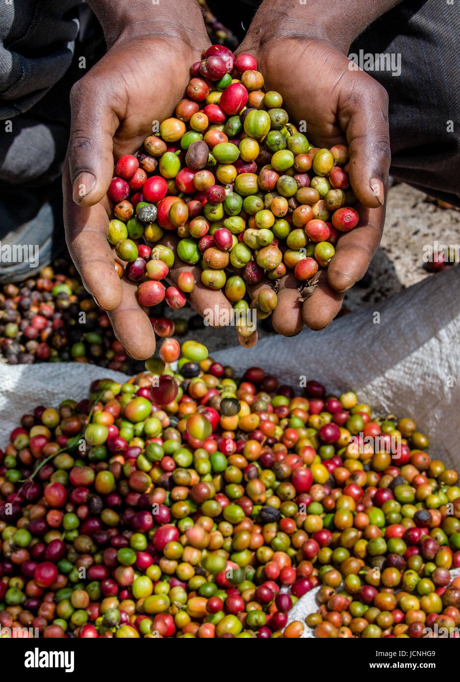 Grains of ripe coffee in the handbreadths of a person. East Africa ...
