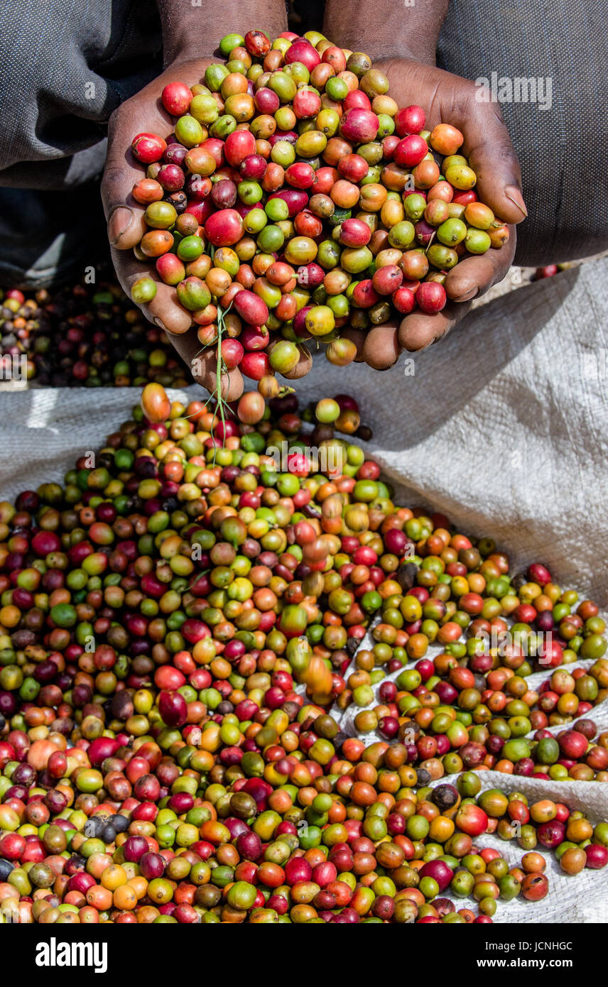 Grains of ripe coffee in the handbreadths of a person. East Africa ...