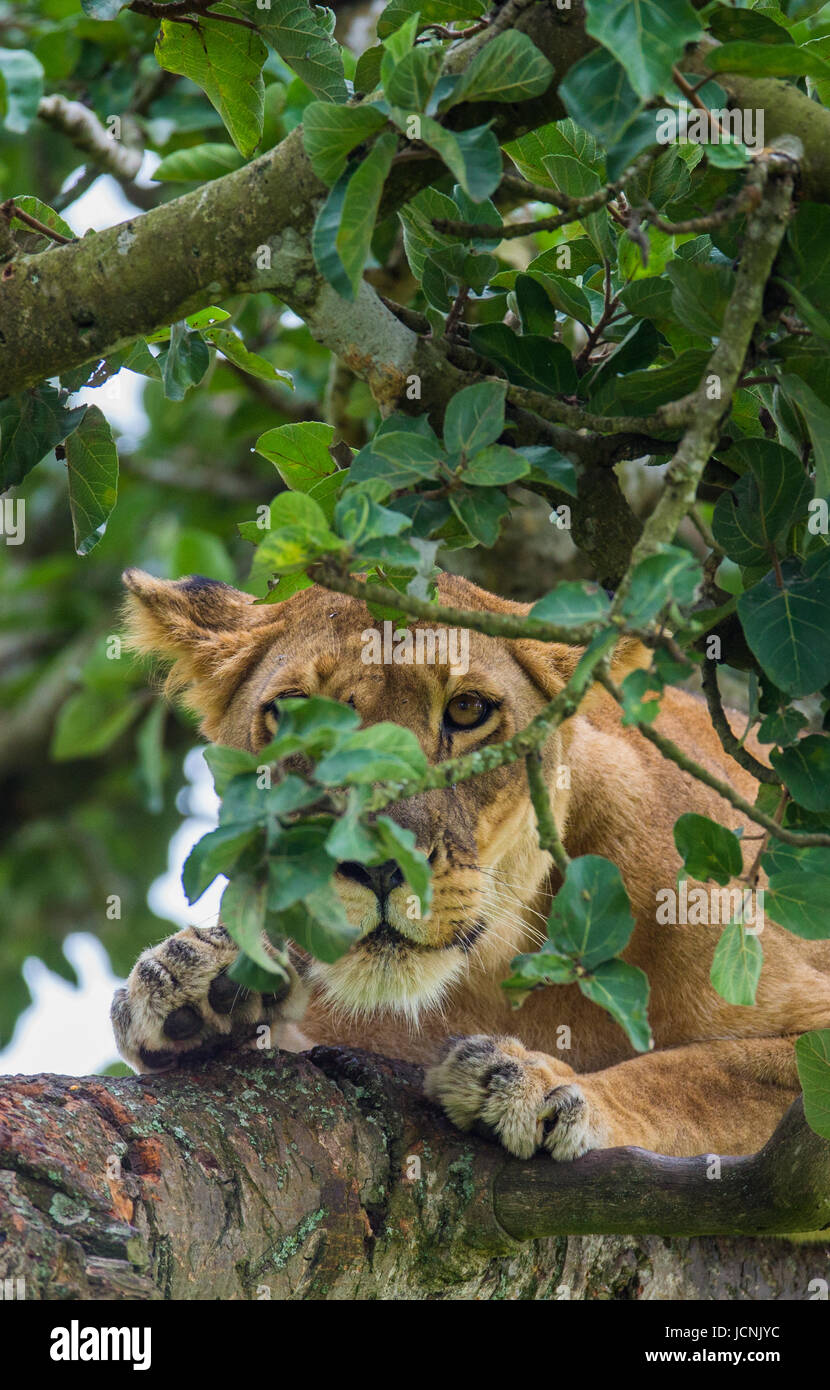 Lioness is hiding in the leafs of a large tree. Uganda. East Africa ...