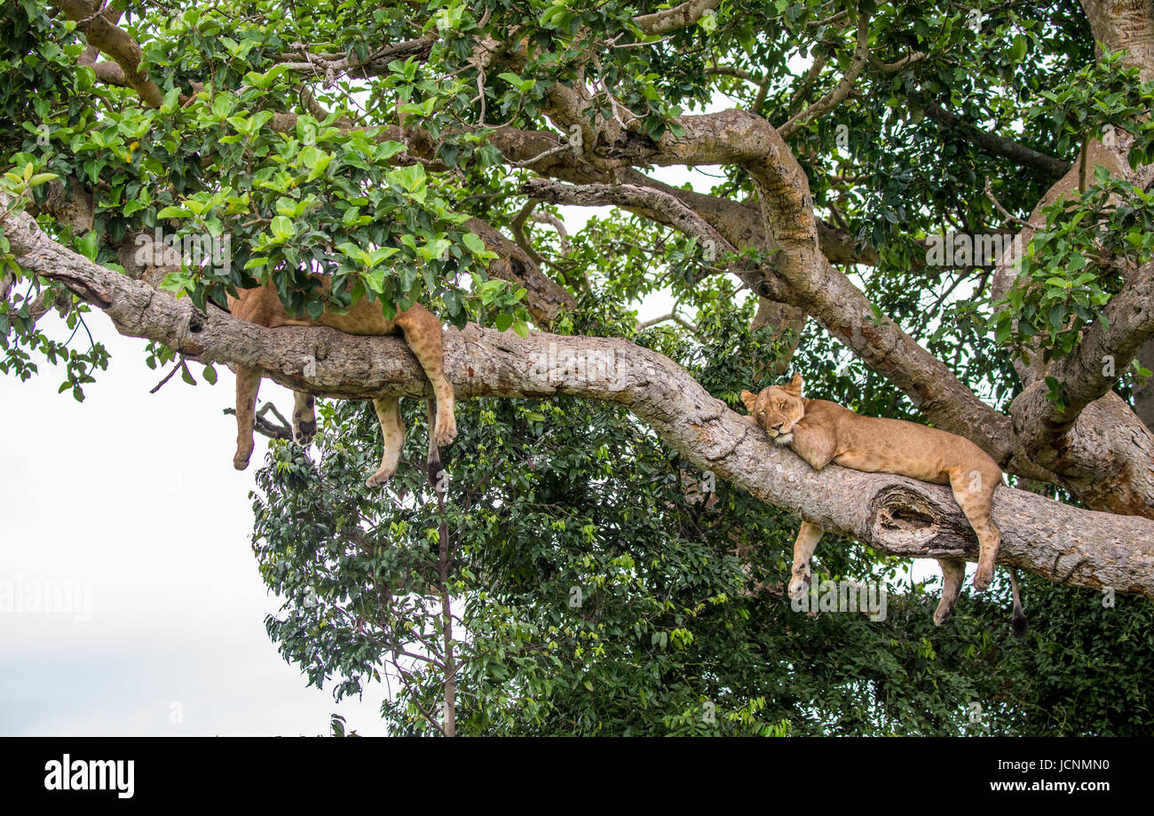 Two lionesses are lying on a big tree. Close-up. Uganda. East Africa ...