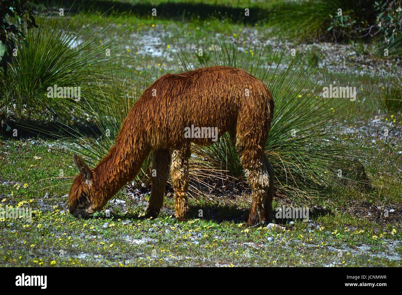 Suri alpaca grazing Stock Photo - Alamy