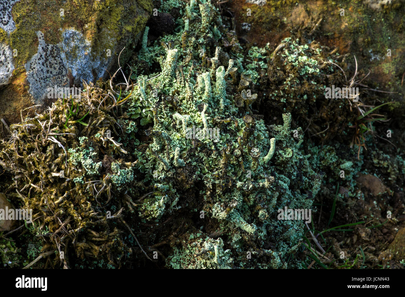 Fairly widespread hi-res stock photography and images - Alamy