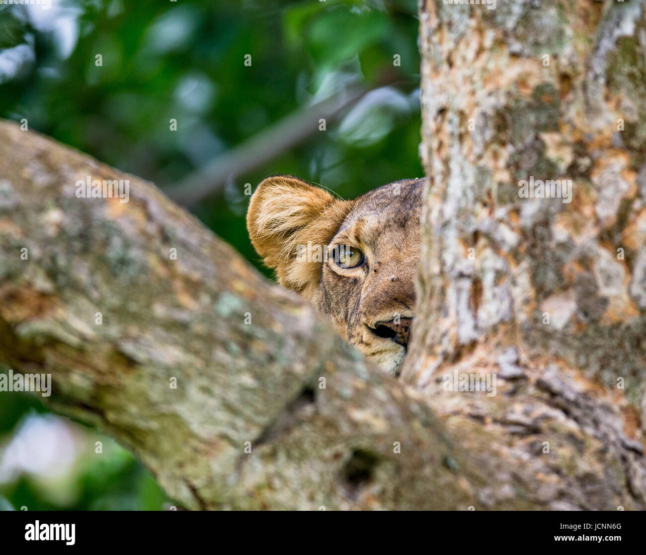 Lioness is hiding in the tree branches of a large tree. Uganda. East ...