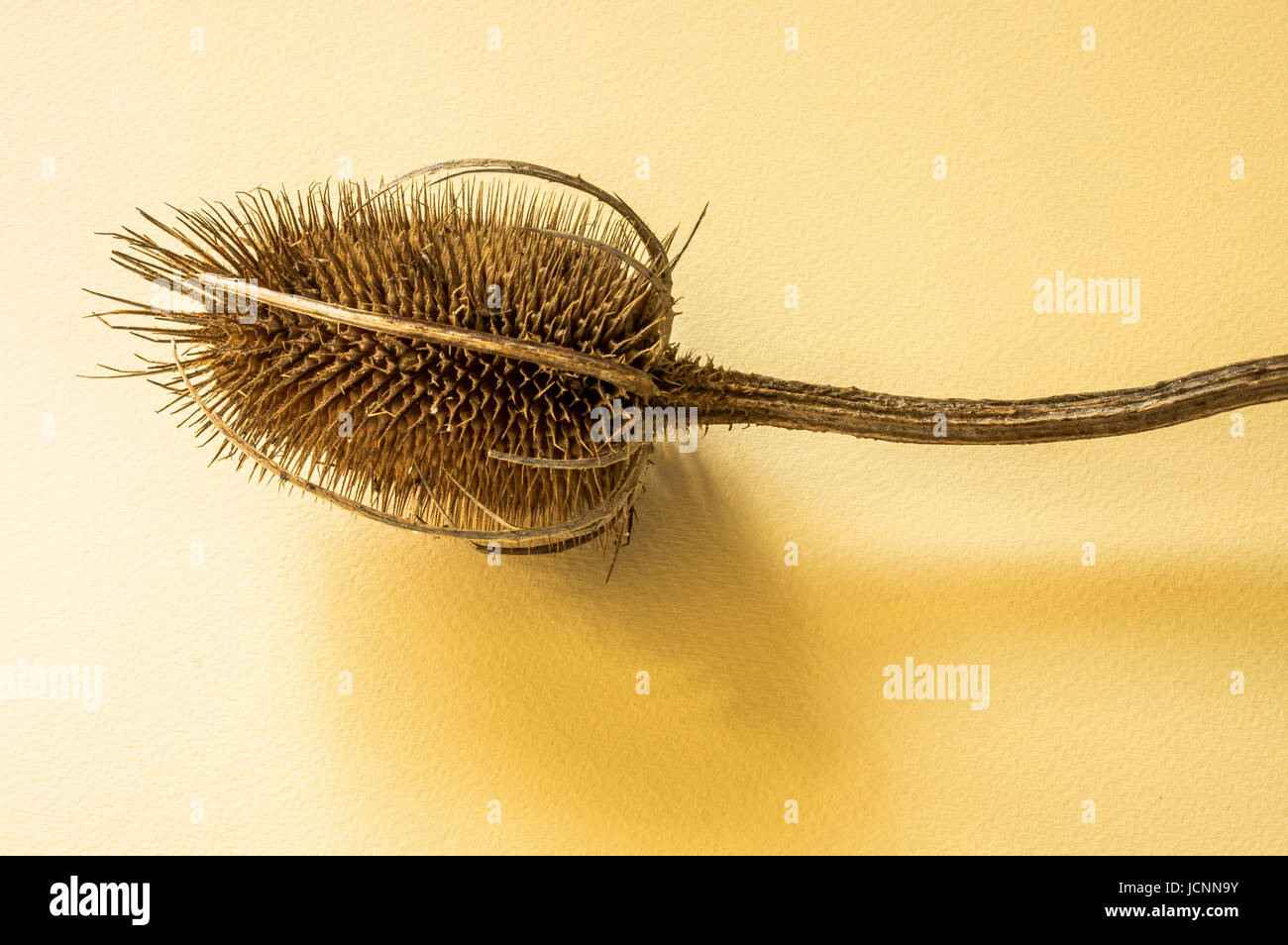Common Teasel seed head, the seeds are loved by birds Stock Photo - Alamy