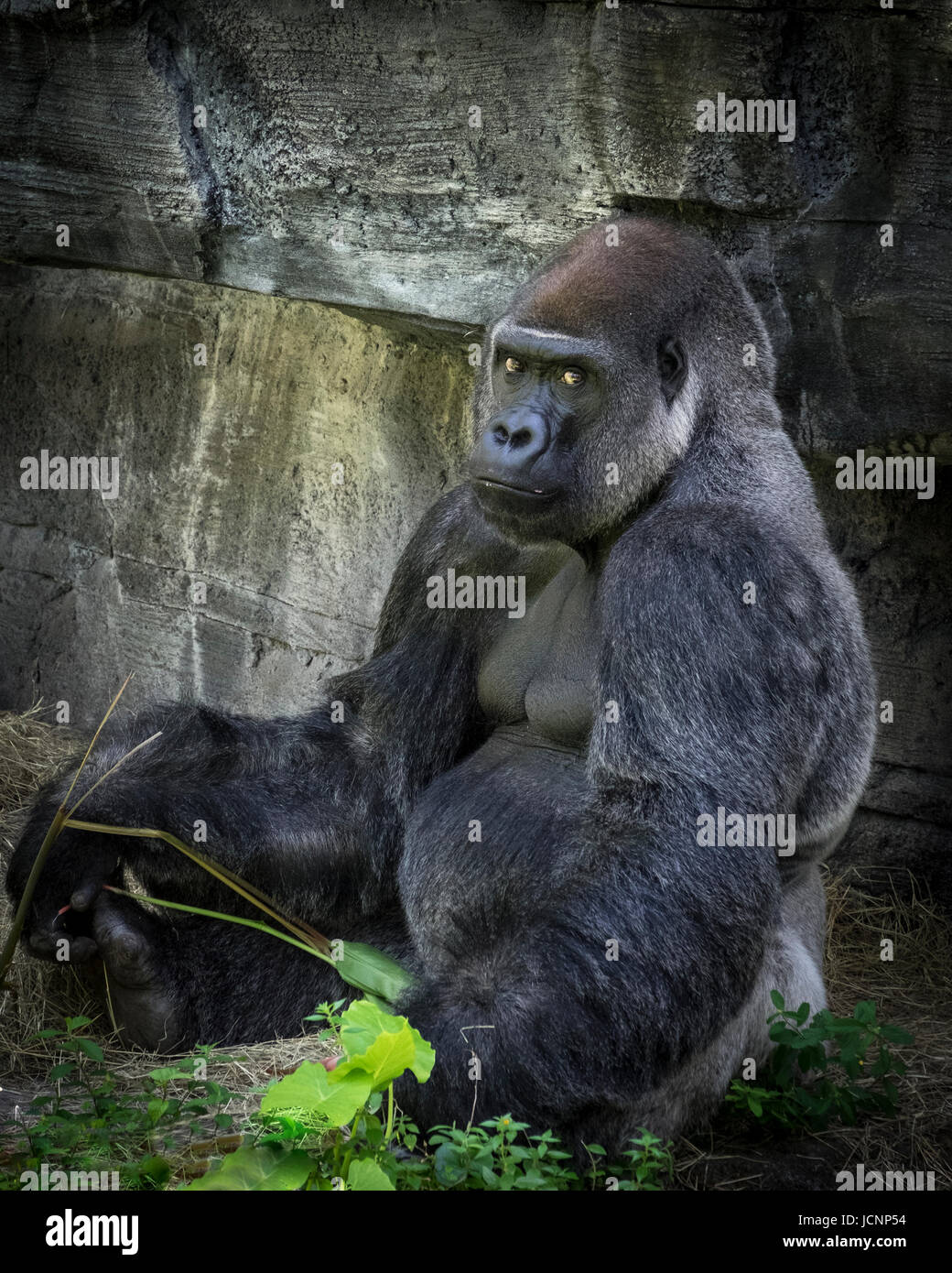 Silver Back Gorilla High Resolution Stock Photography and Images - Alamy