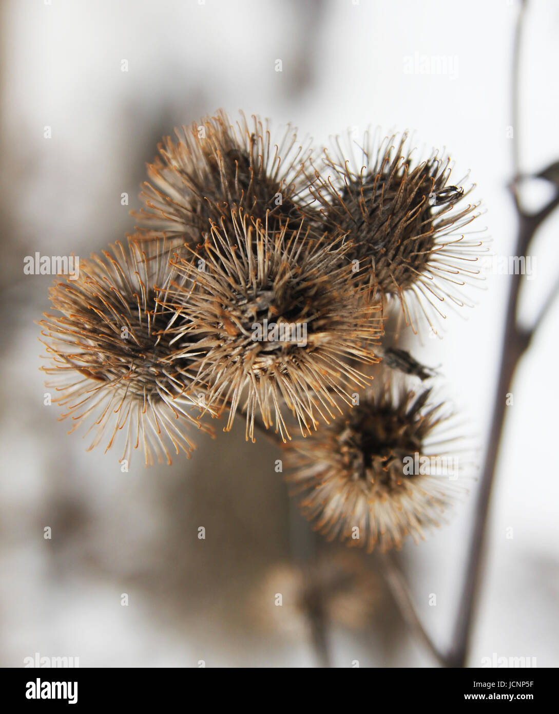 dry bur grass on rural field in early spring Stock Photo - Alamy