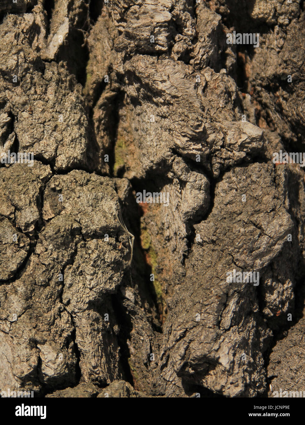 Broken bark on the trunk of a tree Stock Photo - Alamy