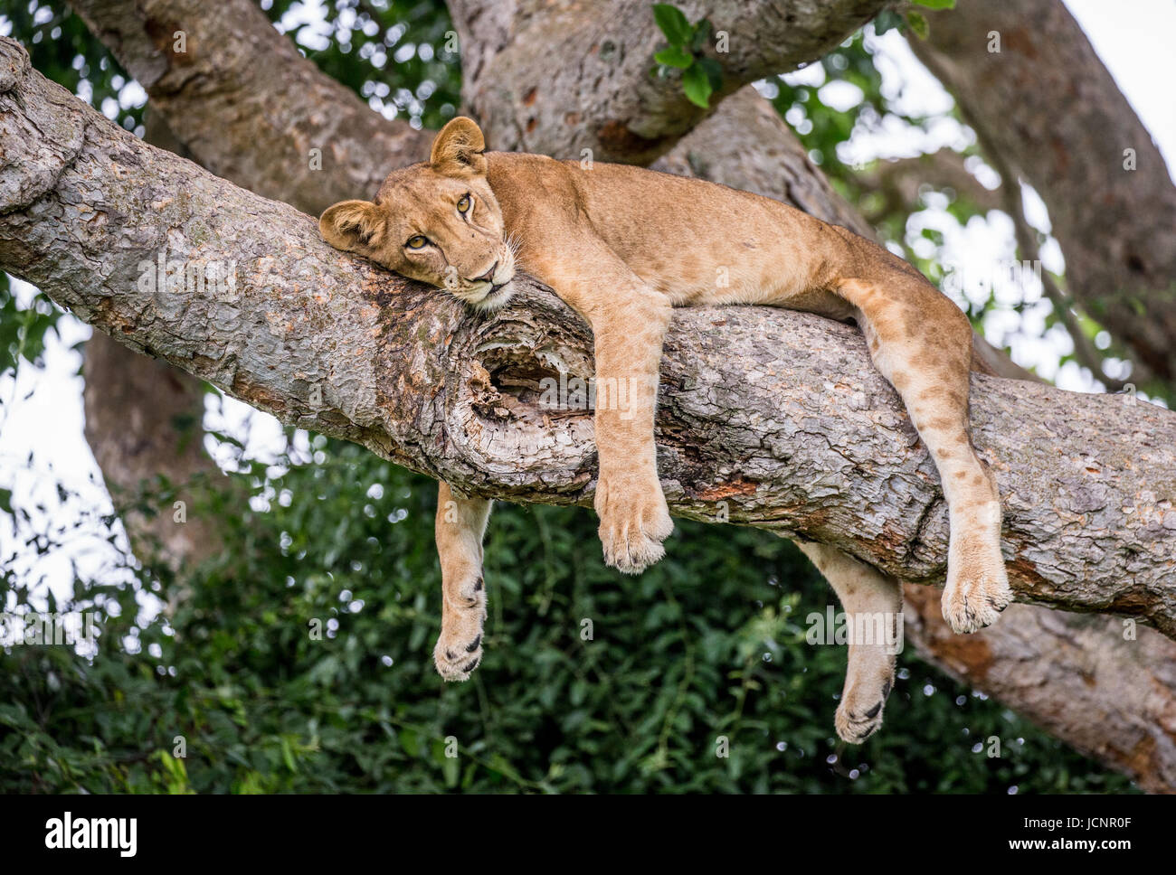 Lioness lying on a big tree. Close-up. Uganda. East Africa Stock Photo ...