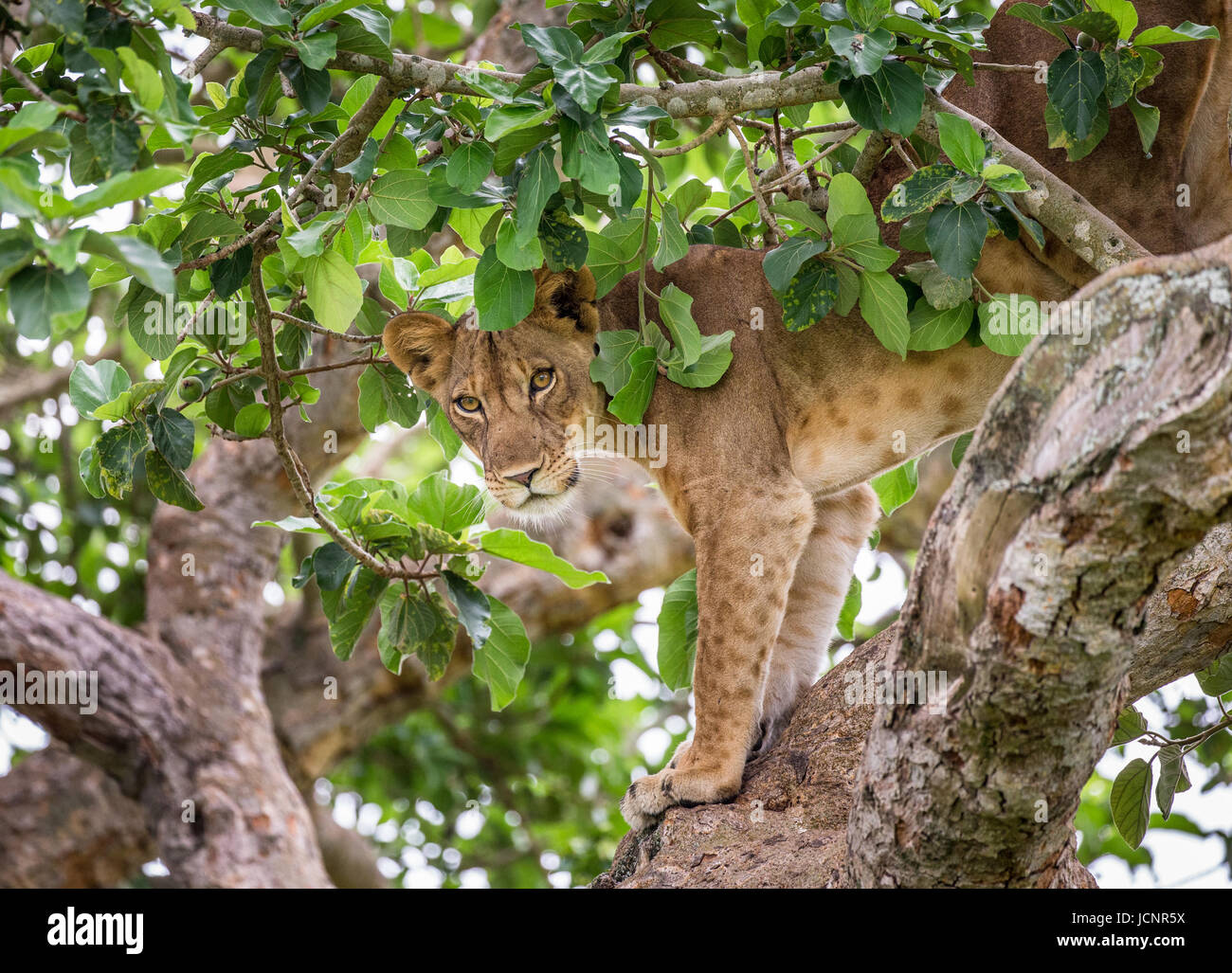 Lioness is hiding in the leafs of a large tree. Uganda. East Africa ...