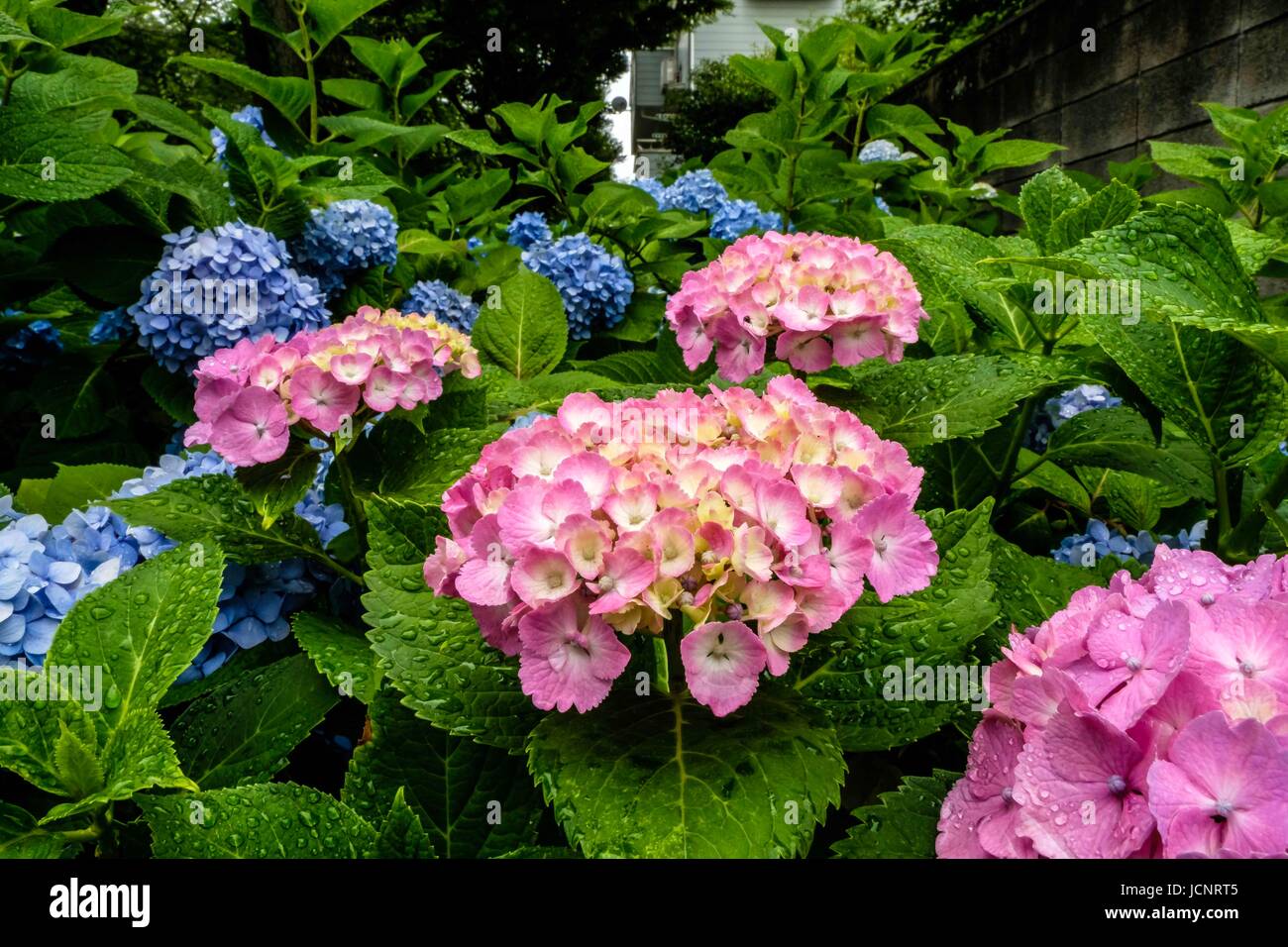 Hydrangea Tokyo High Resolution Stock Photography and Images - Alamy