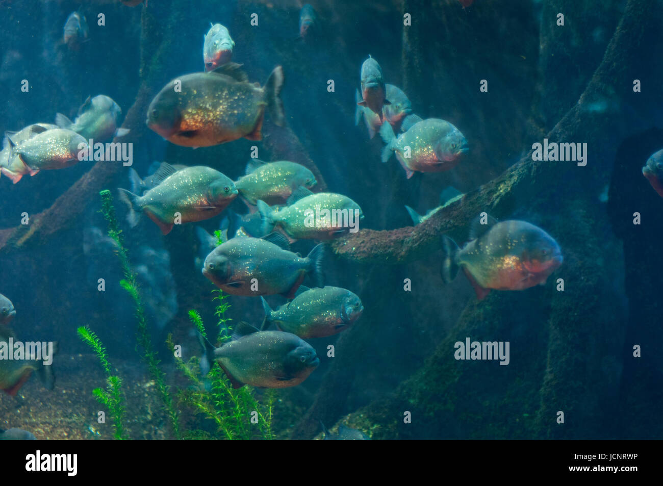 dangerous piranhas in the water Stock Photo - Alamy