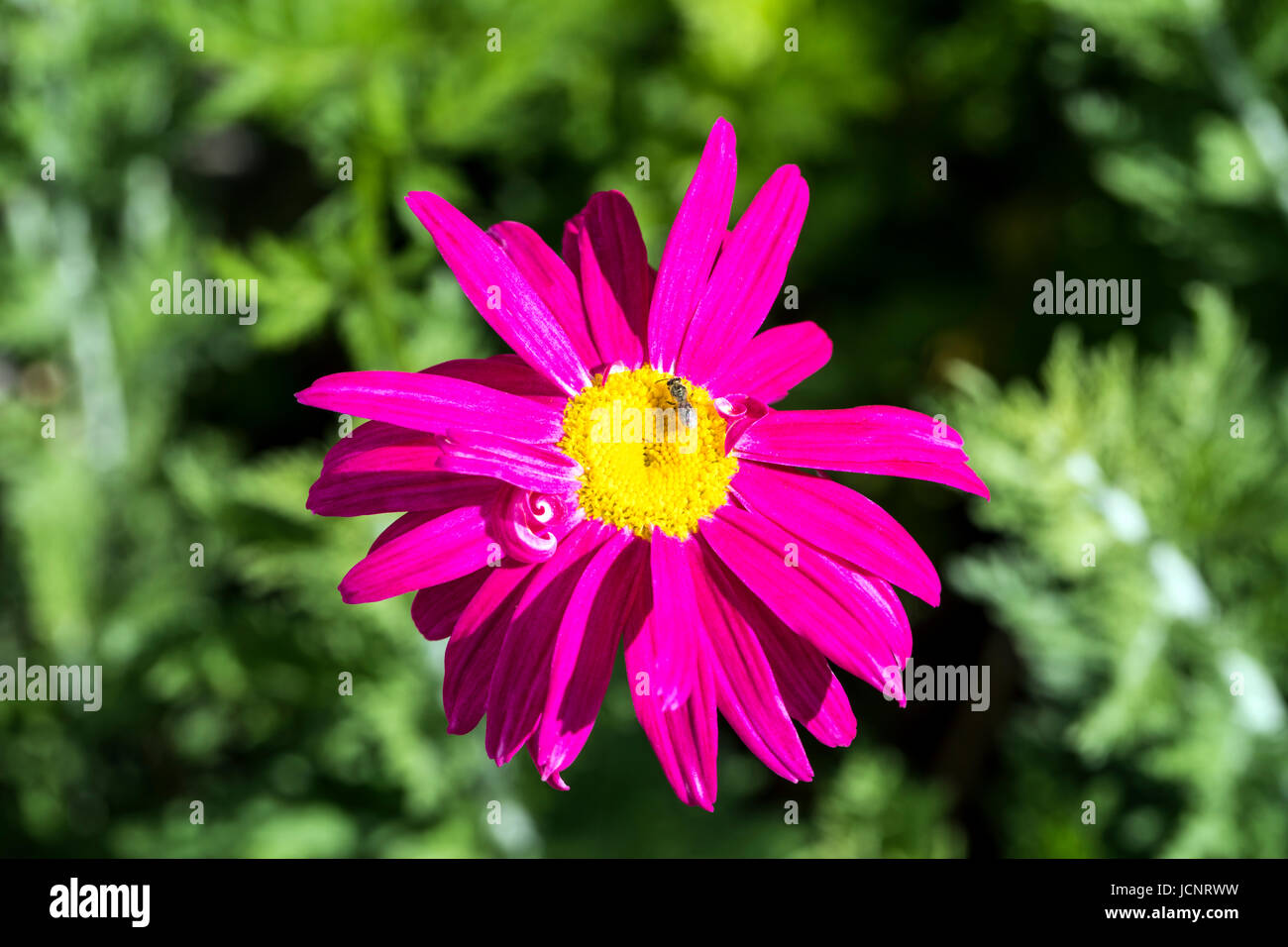 Common bee; close-up of single Aster flower in full bloom; Asteraceae ...