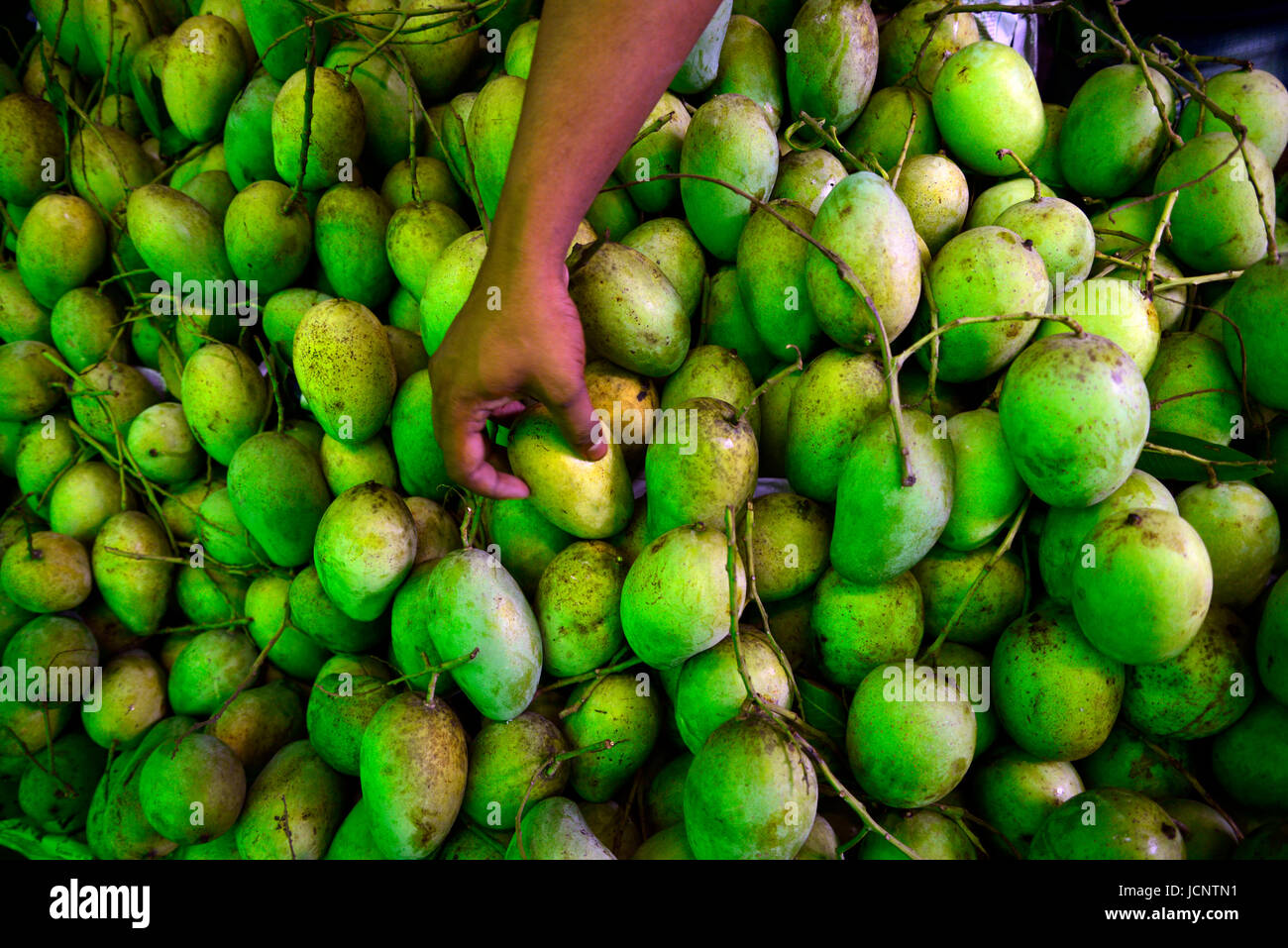Dhaka, Bangladesh. 16th June, 2017. Mangos displayed in the National ...