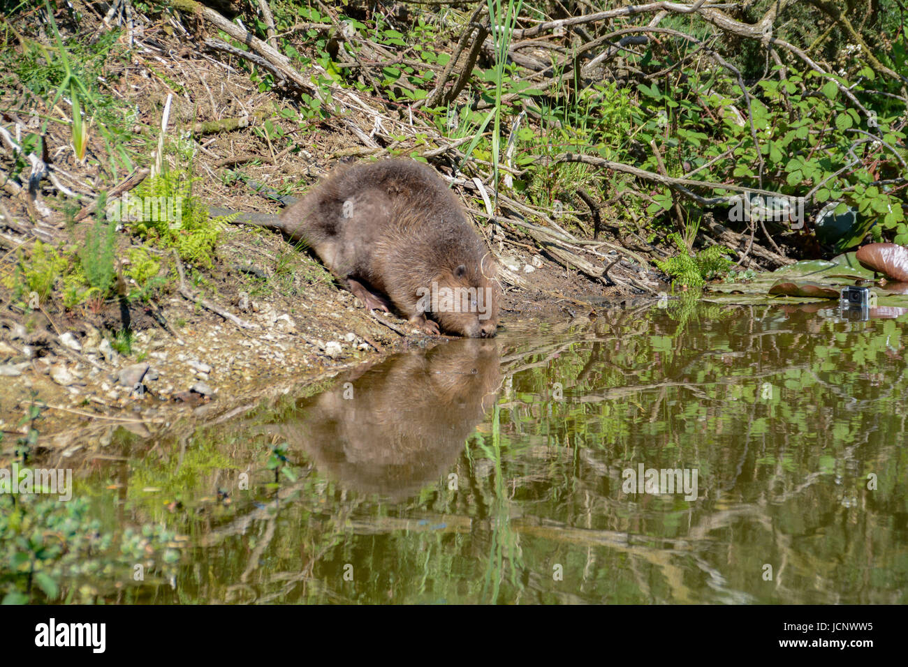 Ladock, Cornwall, UK. 16th June, 2017. Beavers reintroduced after 400 ...