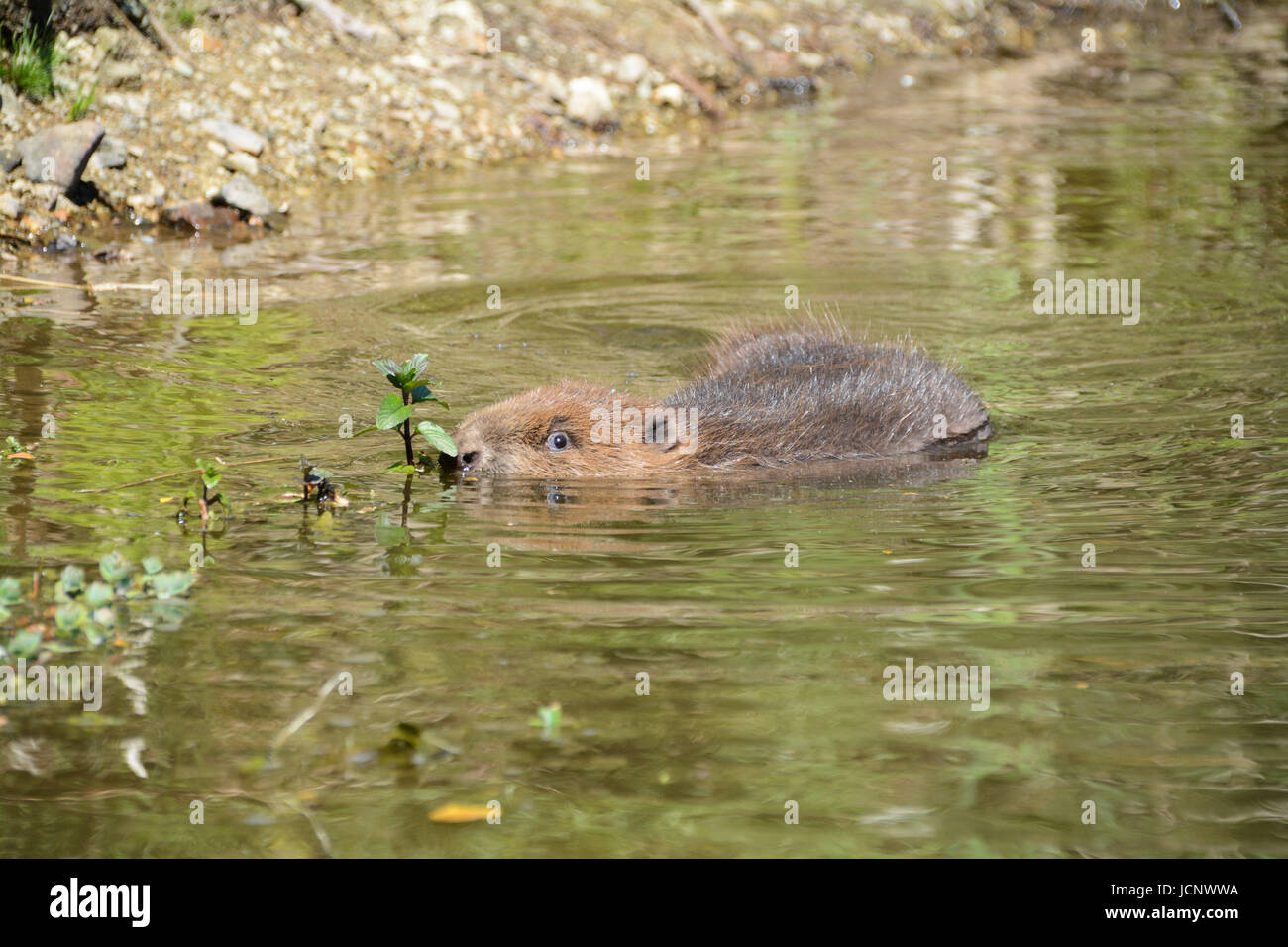 Ladock, Cornwall, UK. 16th June, 2017. Beavers reintroduced after 400 ...