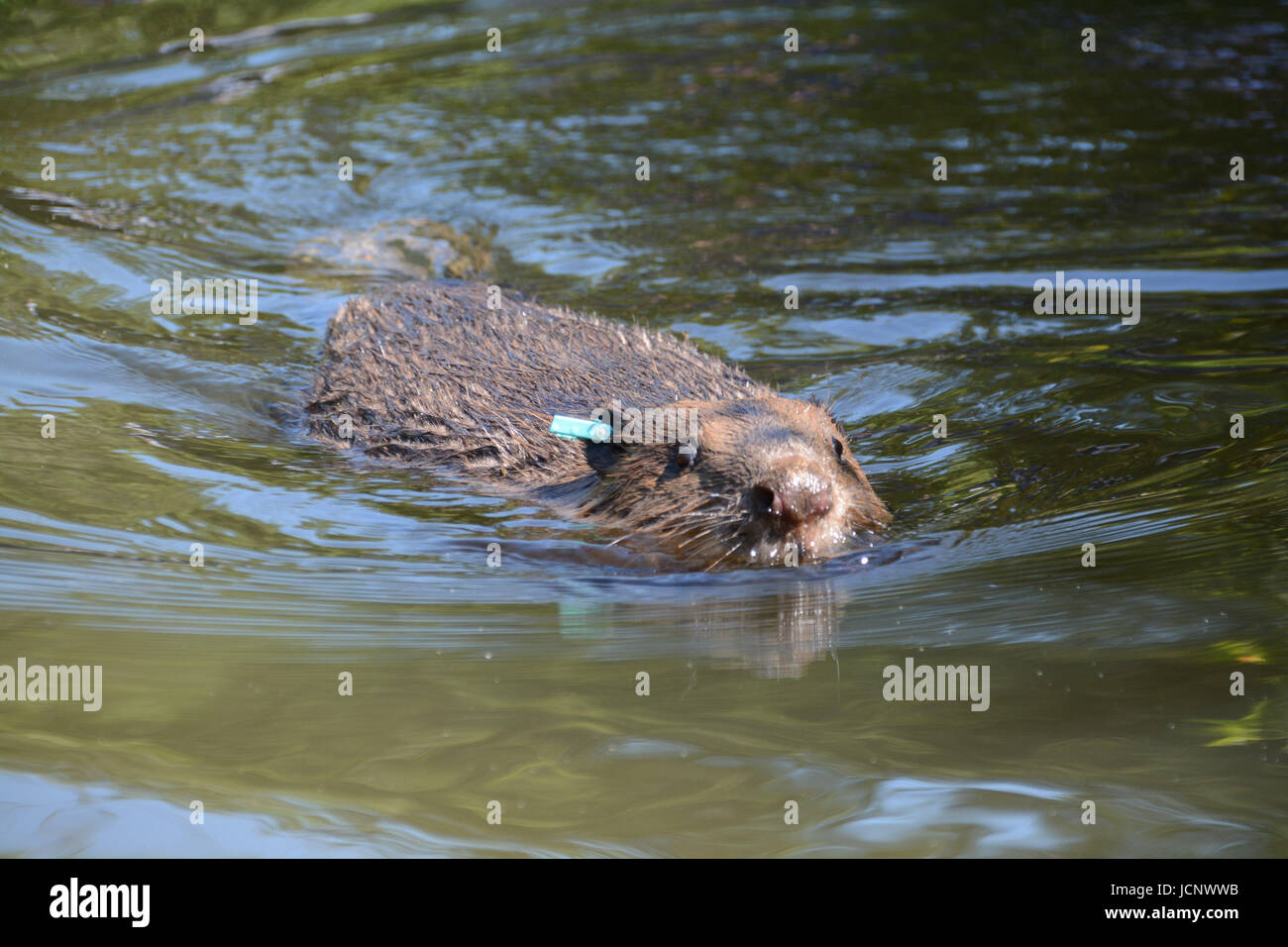 Ladock, Cornwall, UK. 16th June, 2017. Beavers reintroduced after 400 ...