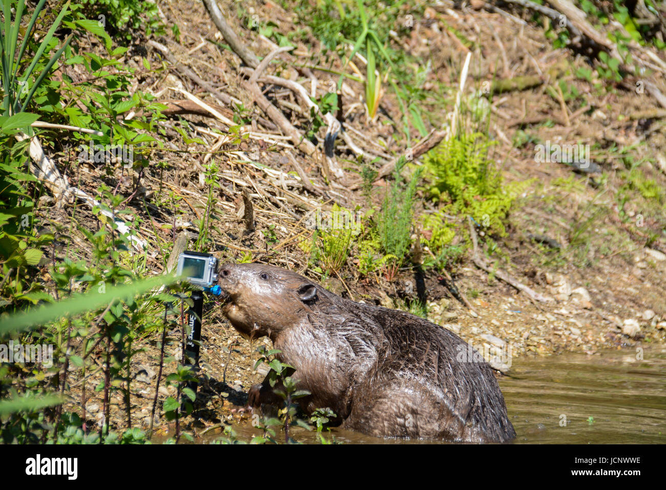 Ladock, Cornwall, UK. 16th June, 2017. Beavers reintroduced after 400 ...