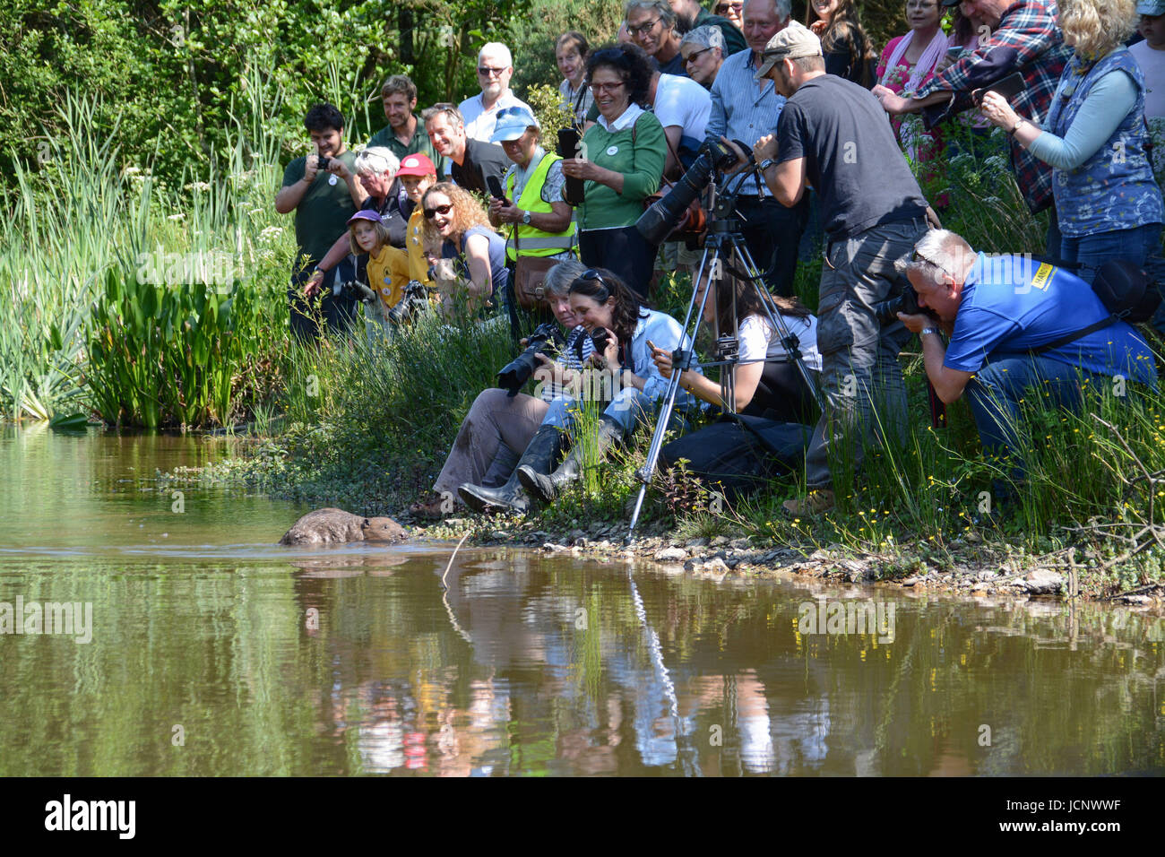 Ladock, Cornwall, UK. 16th June, 2017. Beavers reintroduced after 400 ...
