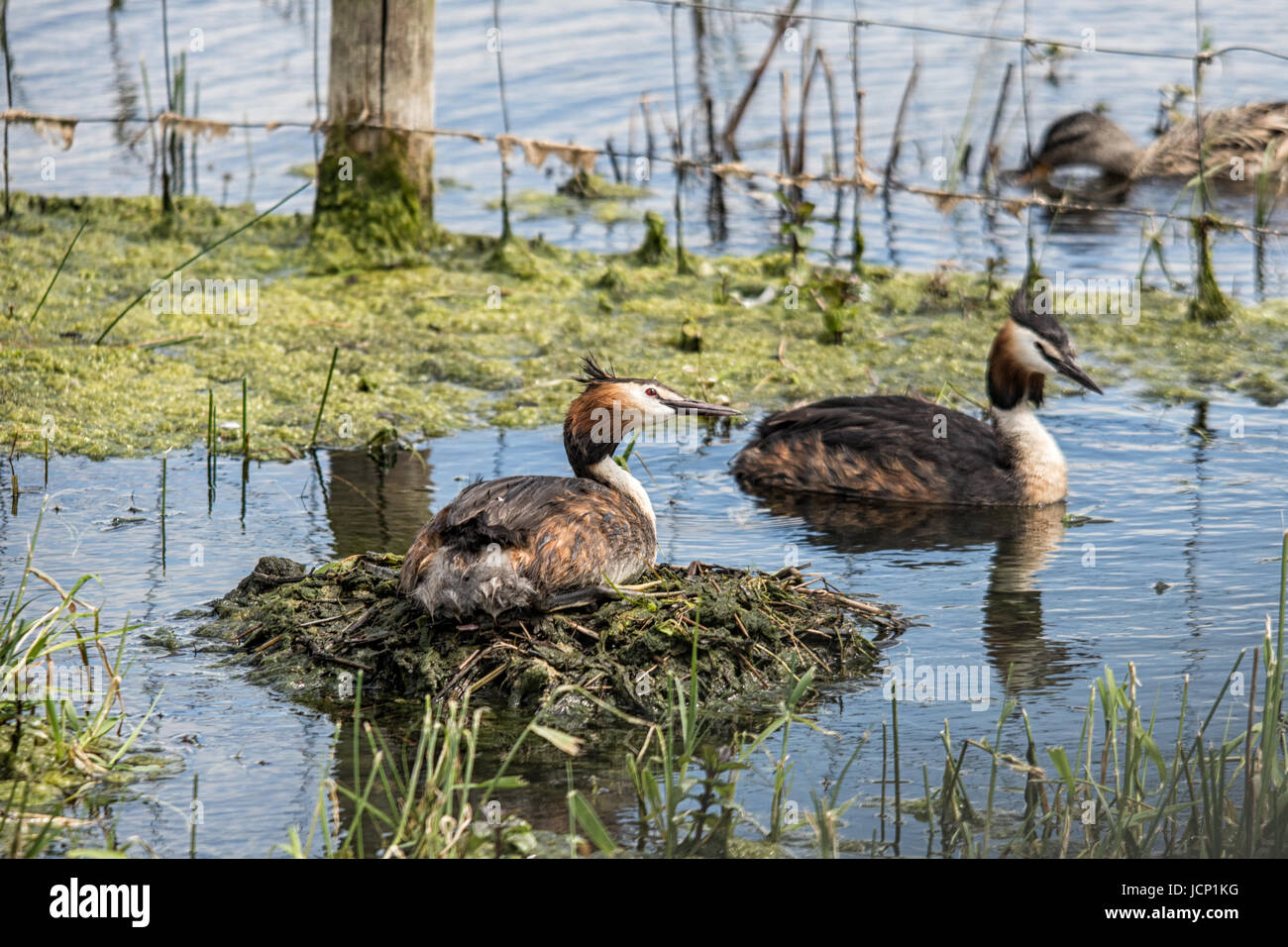 Rutland nature reserve OakamJune 16th 2017: Warm weather around the ...