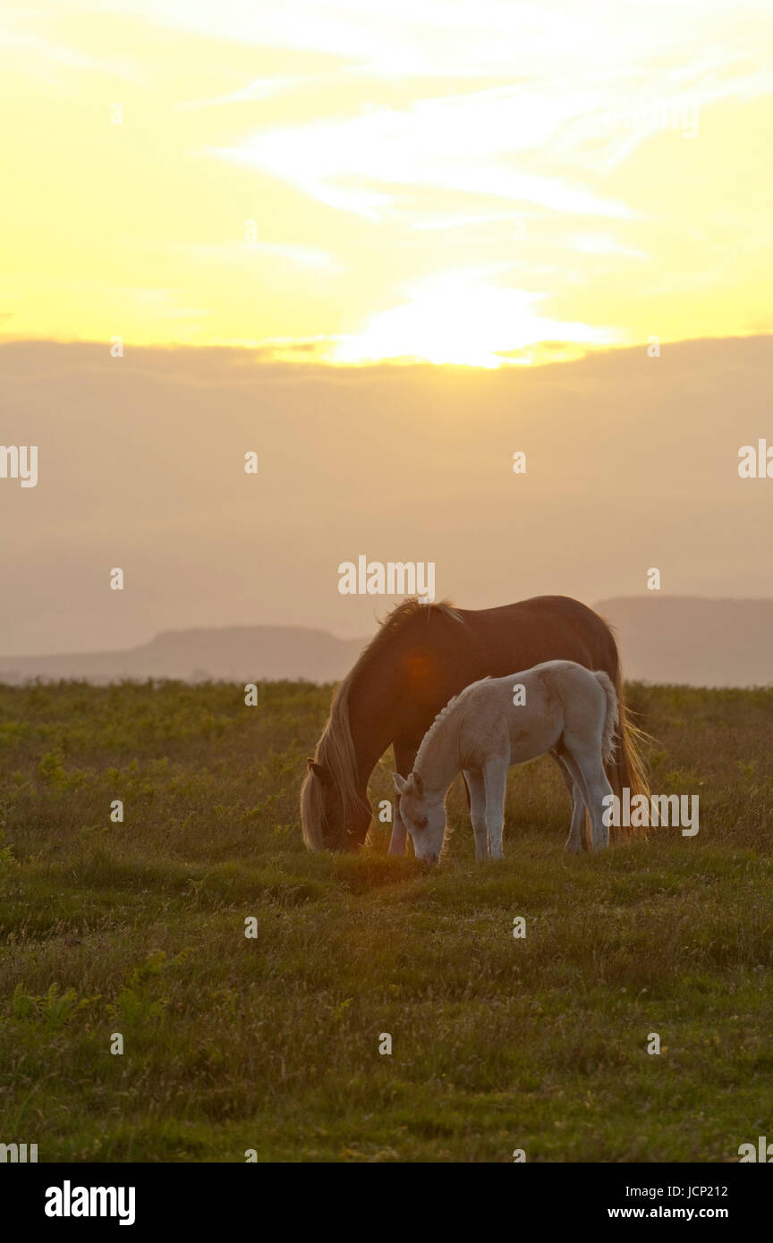 Builth Wells, Powys, Wales, UK. 16th June, 2017. Welsh ponies and foals ...
