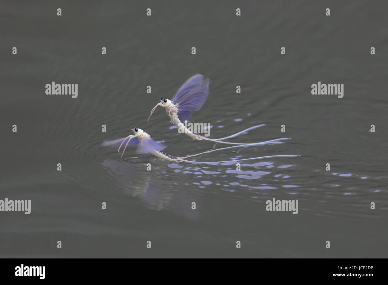 Long tailed mayflies palingenia longicauda tisza hi-res stock ...