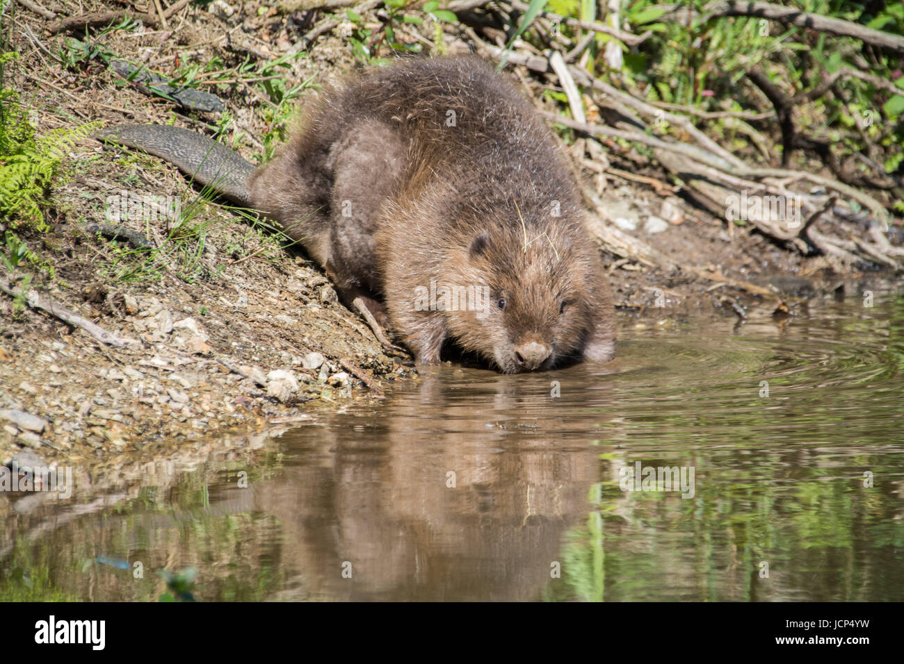 Ladock, Cornwall, UK. 16th June, 2017. Beavers reintroduced after 400 ...