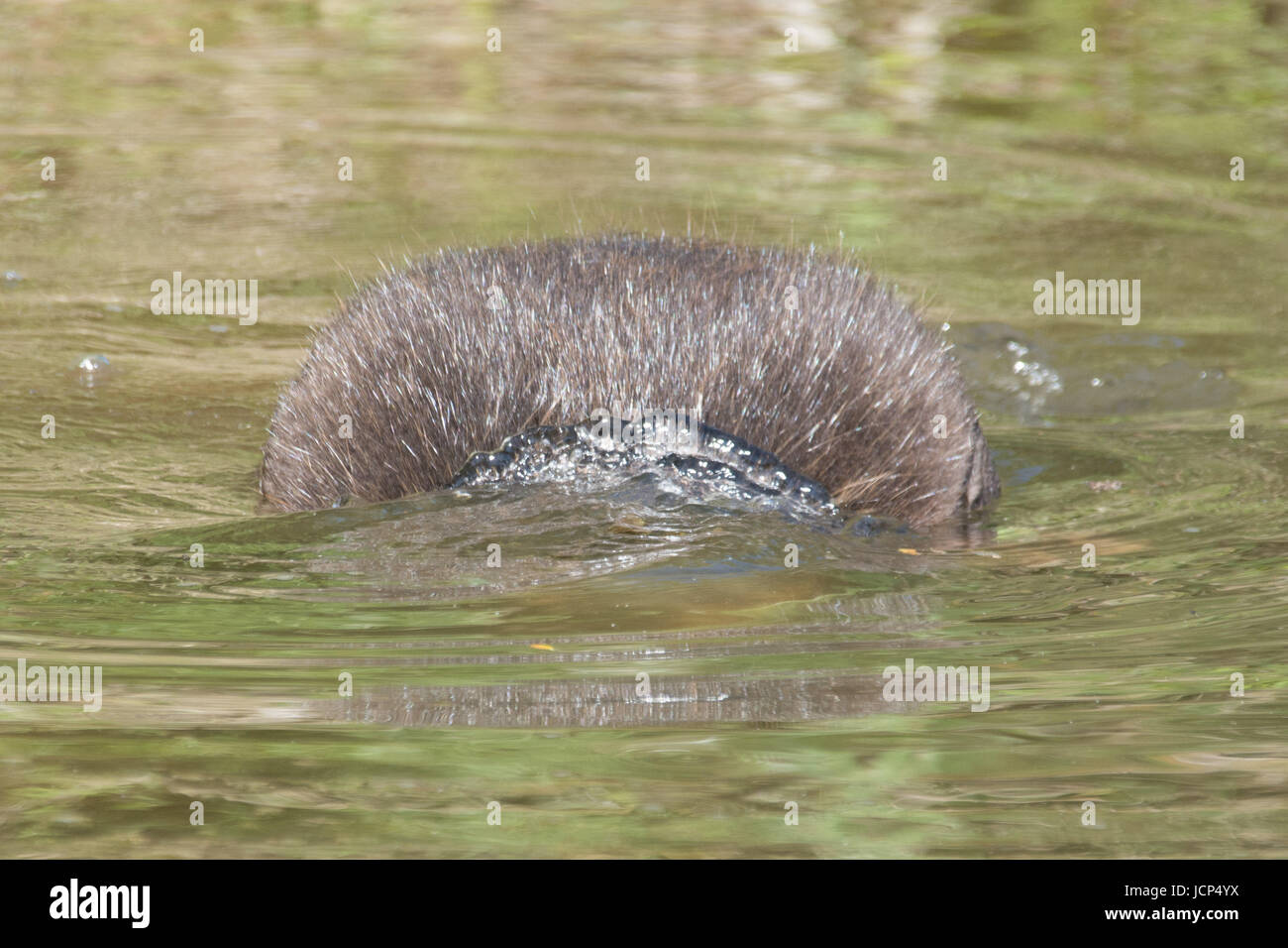 Ladock, Cornwall, UK. 16th June, 2017. Beavers reintroduced after 400 ...