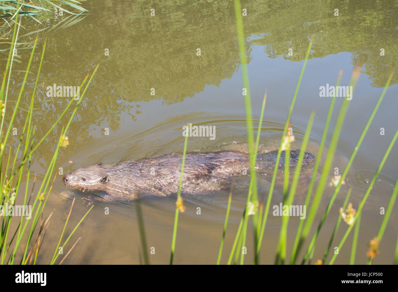 Ladock Stock Photos & Ladock Stock Images - Alamy