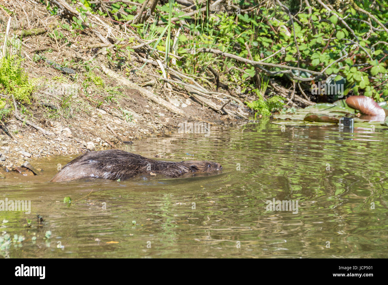 Ladock, Cornwall, UK. 16th June, 2017. Beavers reintroduced after 400 ...