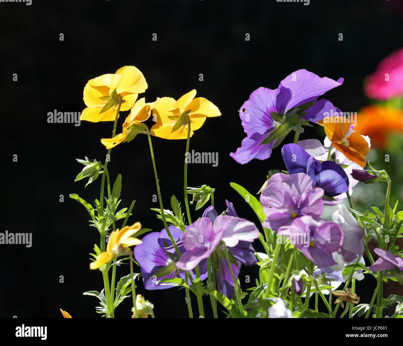 Pnasy hi-res stock photography and images - Alamy