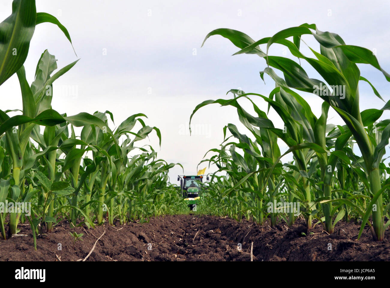 Grain production hi-res stock photography and images - Alamy