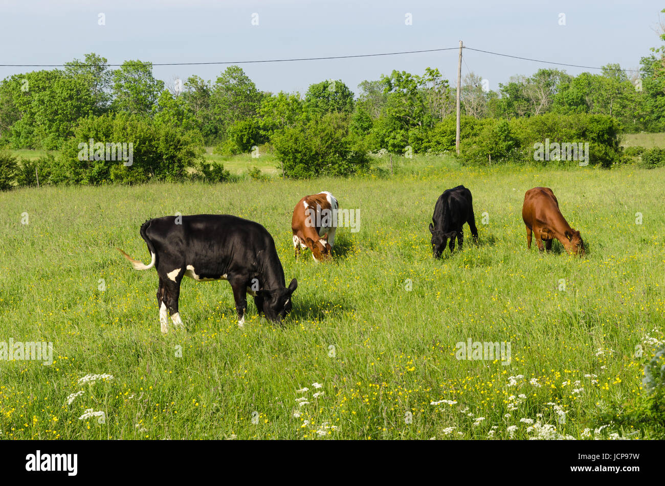 Grazing cattle pasture yellow flowers hi-res stock photography and ...