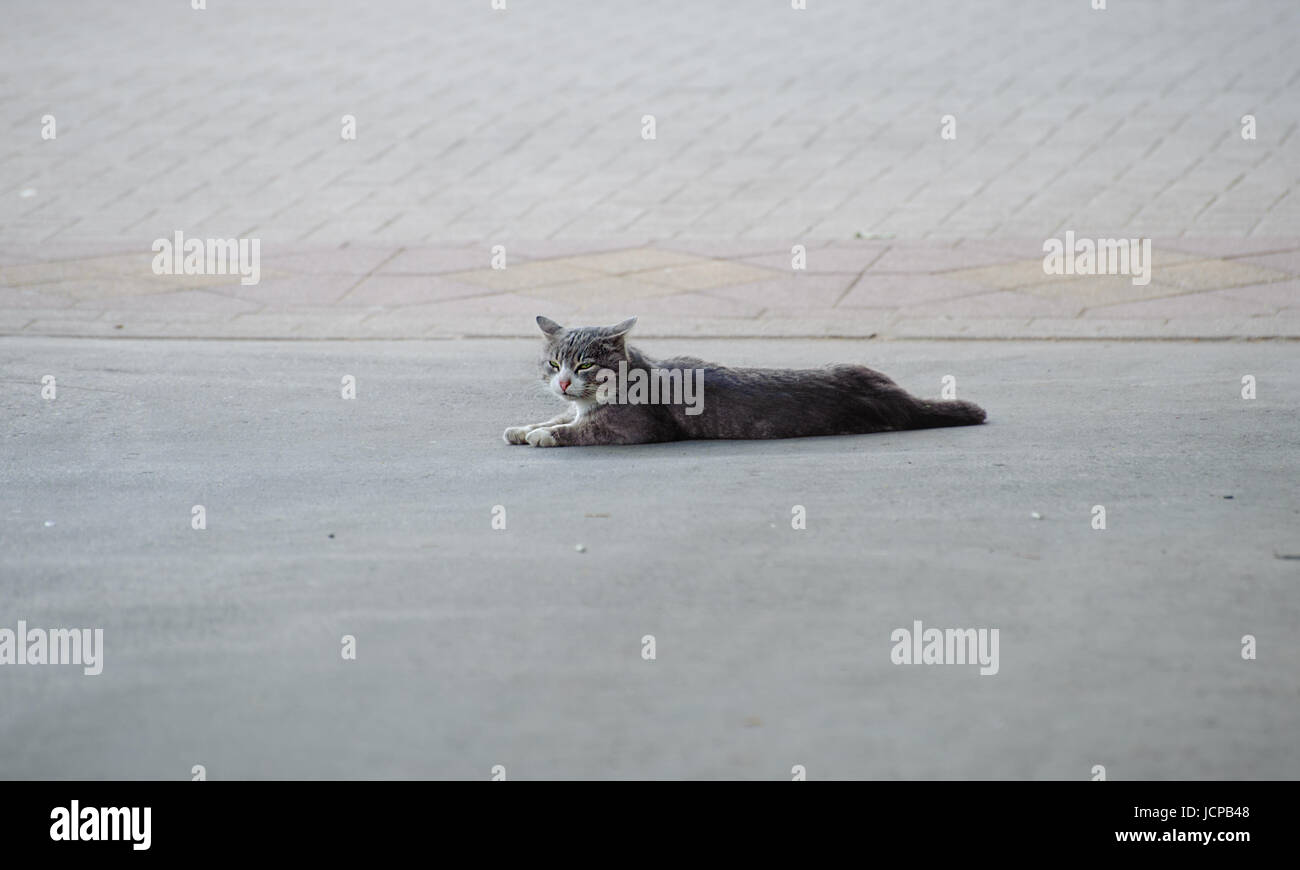 Semi wild cat hi-res stock photography and images - Alamy